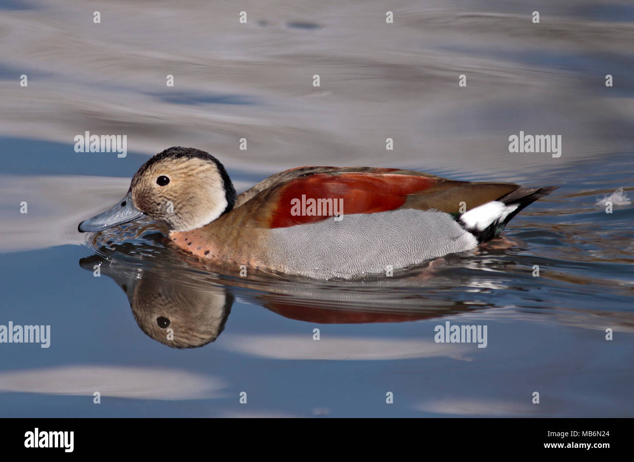 Ringed Teal Duck (callonetta leucophrys), UK Stock Photo - Alamy