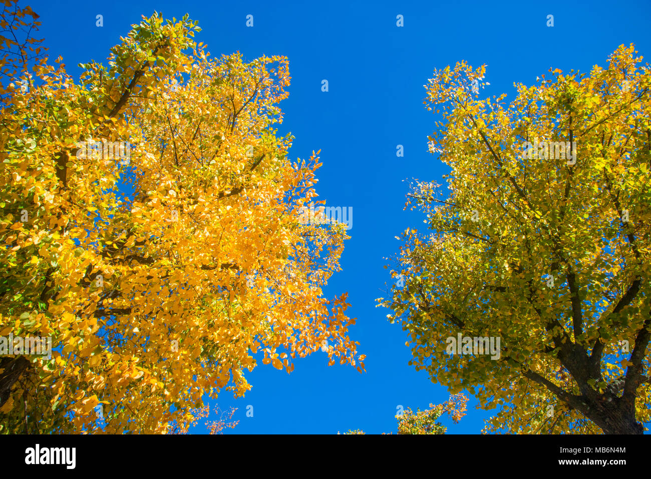 Deciduous trees in Autumn Stock Photo - Alamy