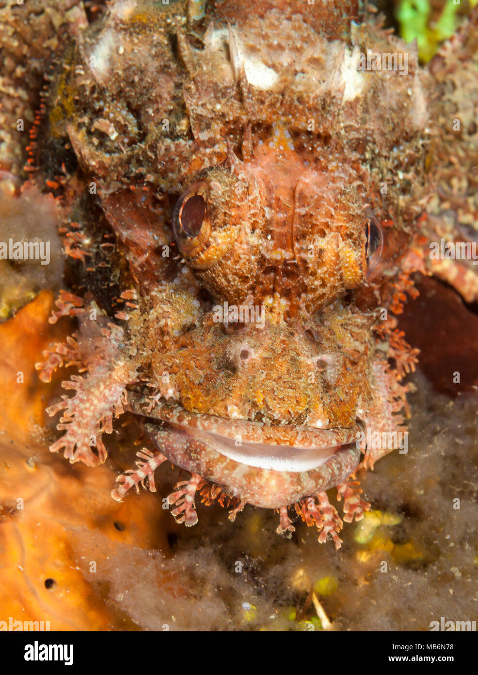 Synanceia is a genus of fish of the family Synanceiidae, the ...