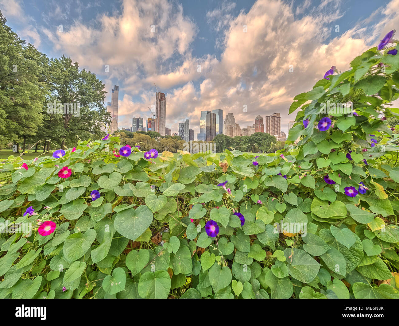 Ivy morning glory hi-res stock photography and images - Alamy
