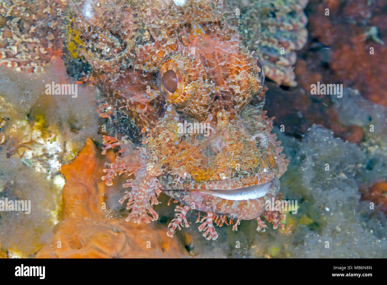 Synanceia is a genus of fish of the family Synanceiidae, the ...