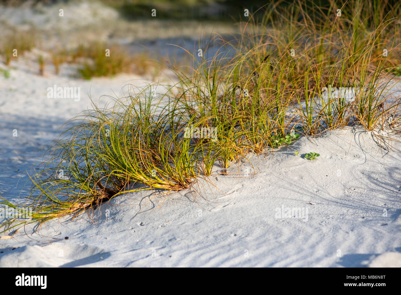 Pakiri beach hi-res stock photography and images - Alamy