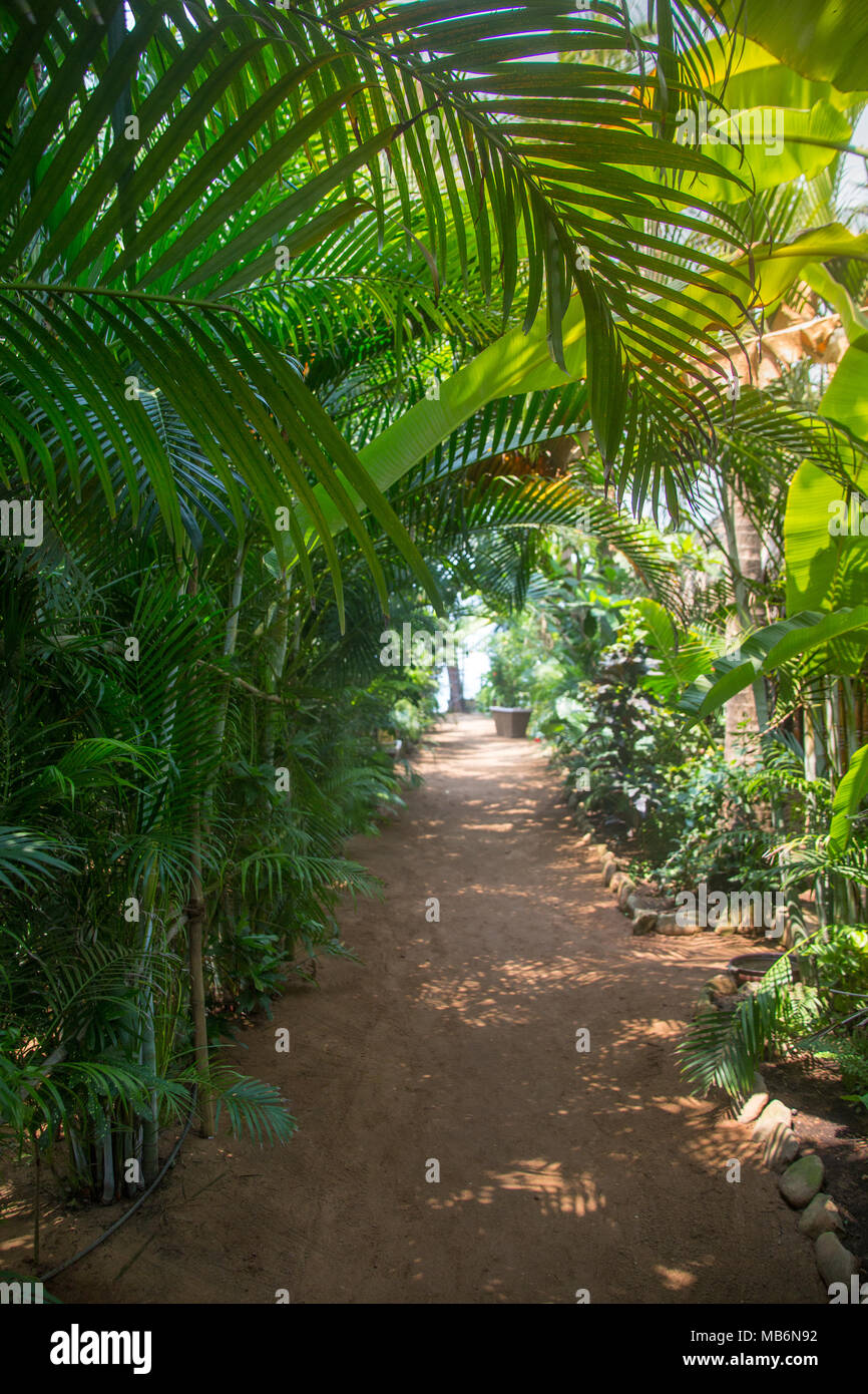 Tropical beach path palm trees hi-res stock photography and images - Alamy