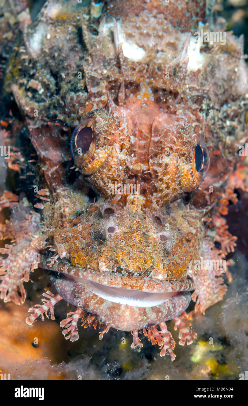 Synanceiidae hi-res stock photography and images - Alamy