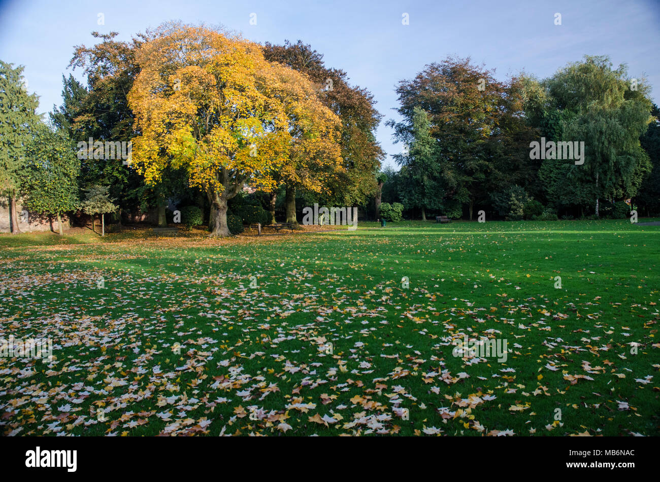 Sycamore tree in autumn hi-res stock photography and images - Alamy