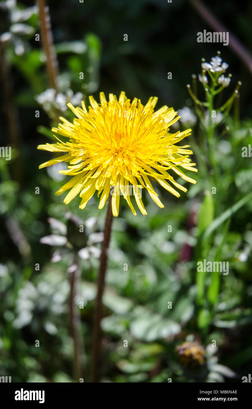 Common Dandelion Flower Stock Photo - Alamy