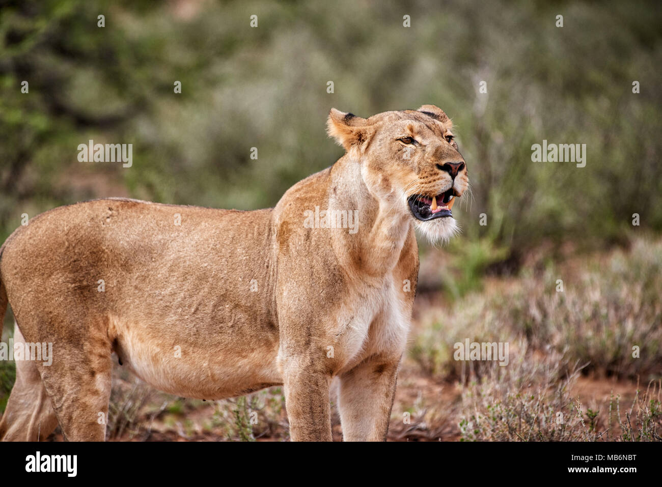 lioness, Panthera leo, roaming through landscape of the Kalahari ...