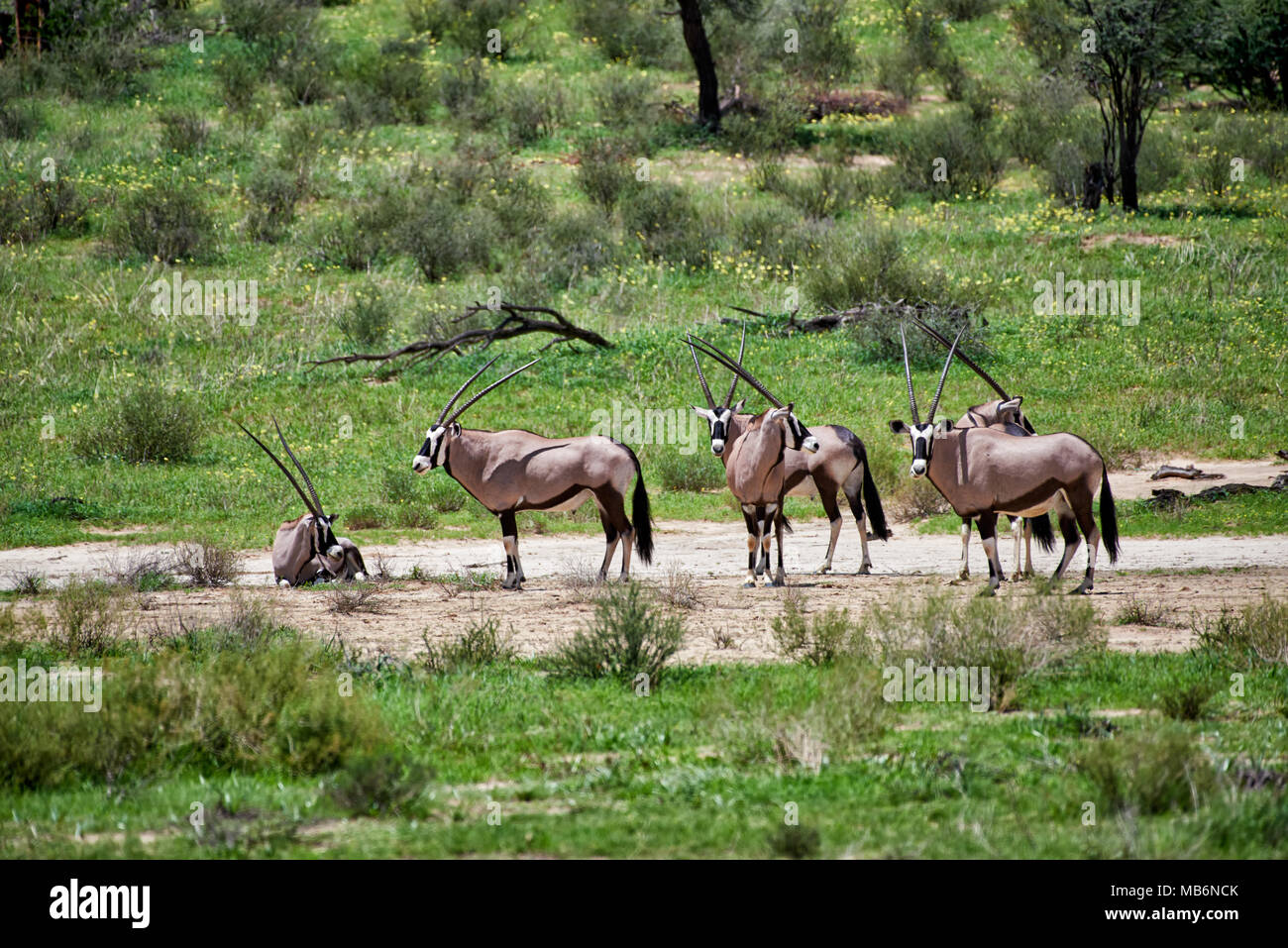 Kgalagadi gemsbok park hi-res stock photography and images - Alamy