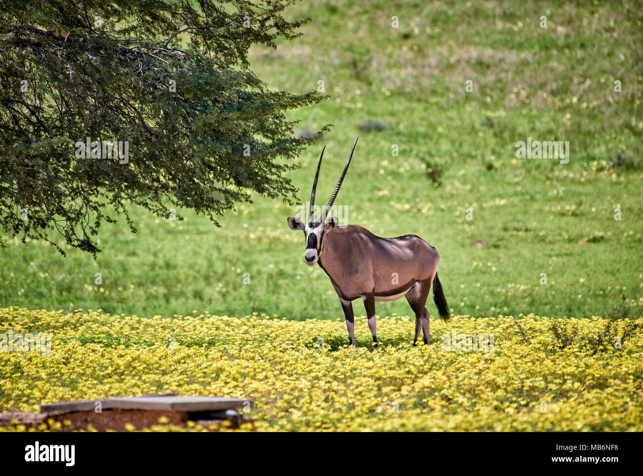 Kalahari Gemsbok National Park High Resolution Stock Photography and ...