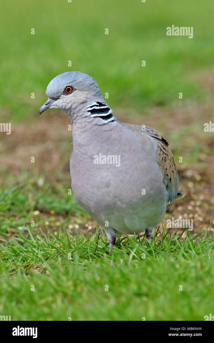 Eurasian Turtle-dove (Streptopelia turtur) adult standing on short turf ...