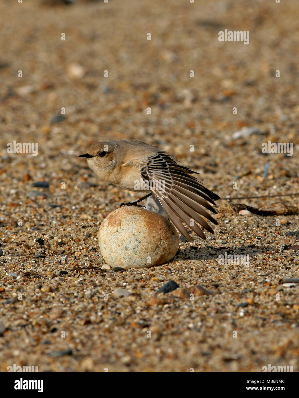 Female vagrant hi-res stock photography and images - Alamy