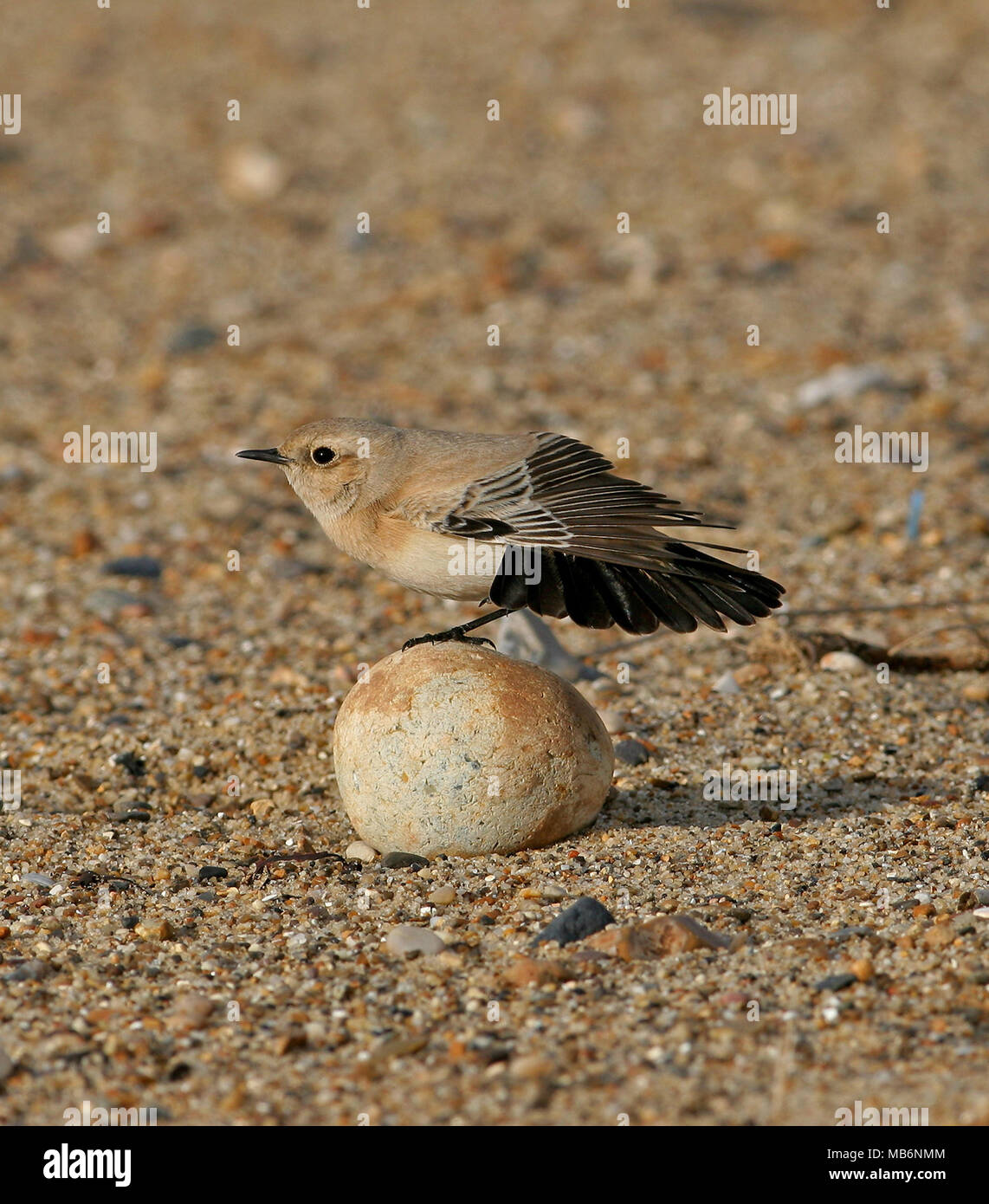 Female vagrant hi-res stock photography and images - Alamy