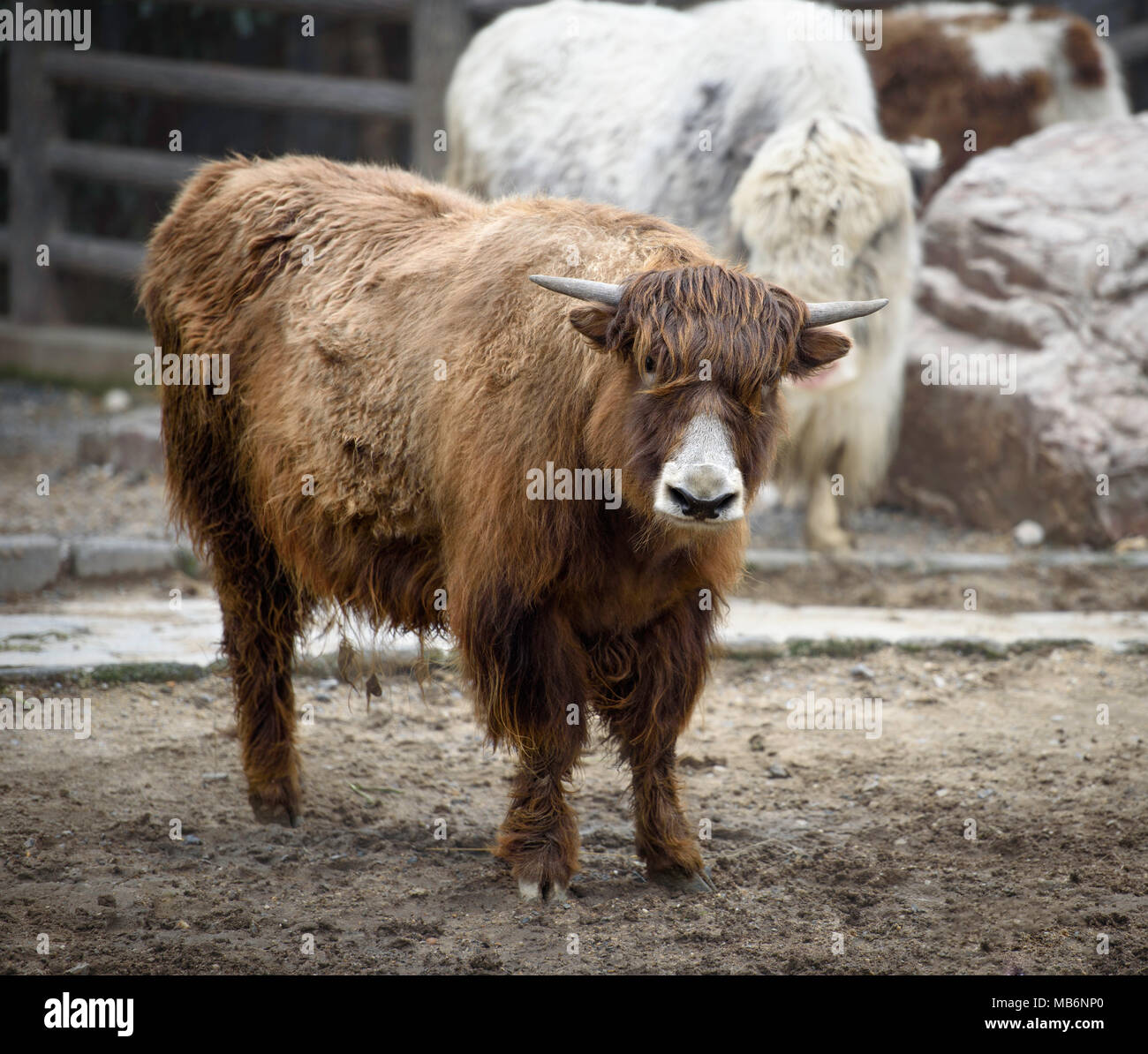 Wild yak fur hi-res stock photography and images - Alamy