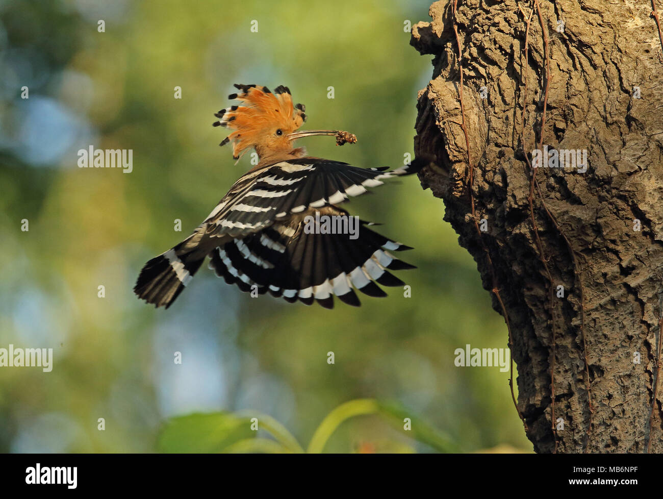 Hoopoe Flying