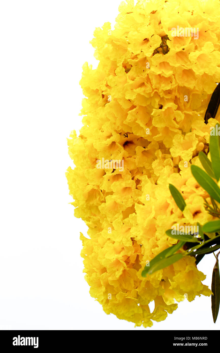 Close up Silver trumpet tree, Tree of gold, yellow flower.,Tabebuia ...