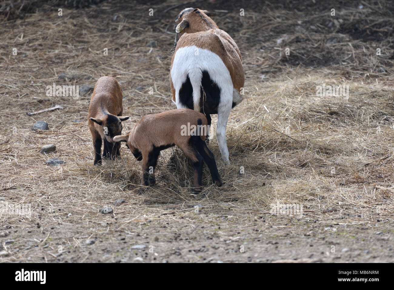 Sheep animal lamb sucking milk hi-res stock photography and images - Alamy