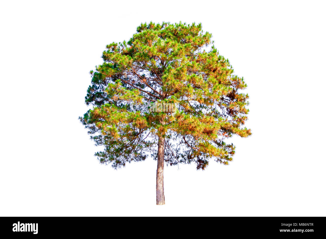 Yew tree bark Cut Out Stock Images & Pictures - Alamy