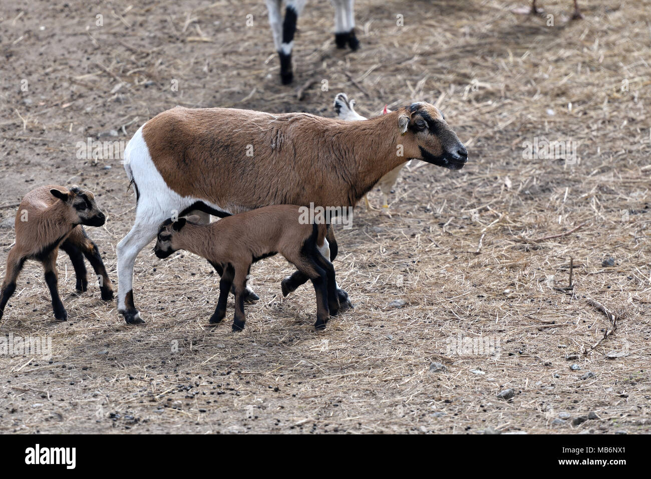 baa-lamb feeding and sucking milk from the sheep mother Stock Photo - Alamy