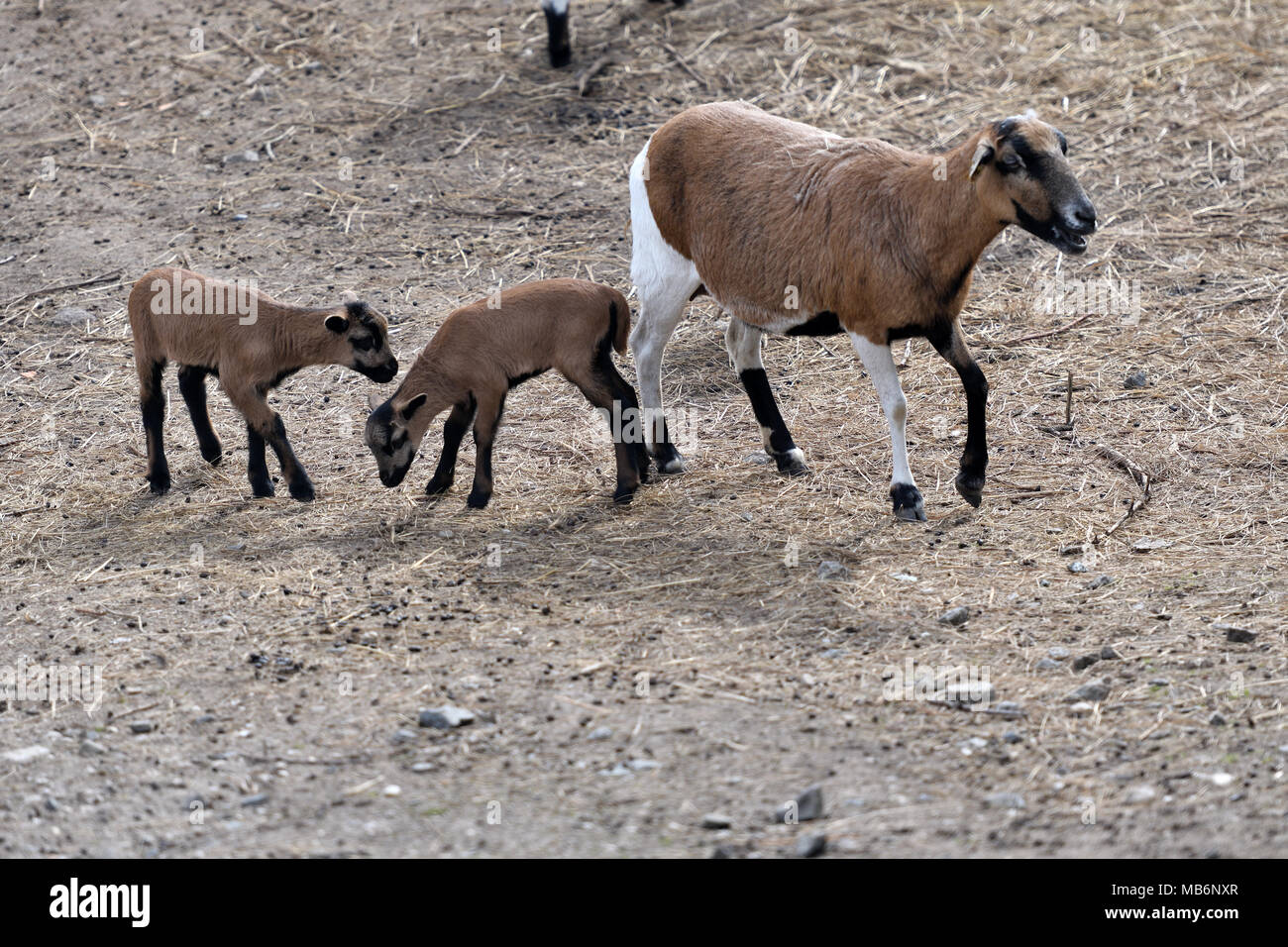 baa-lamb feeding and sucking milk from the sheep mother Stock Photo - Alamy