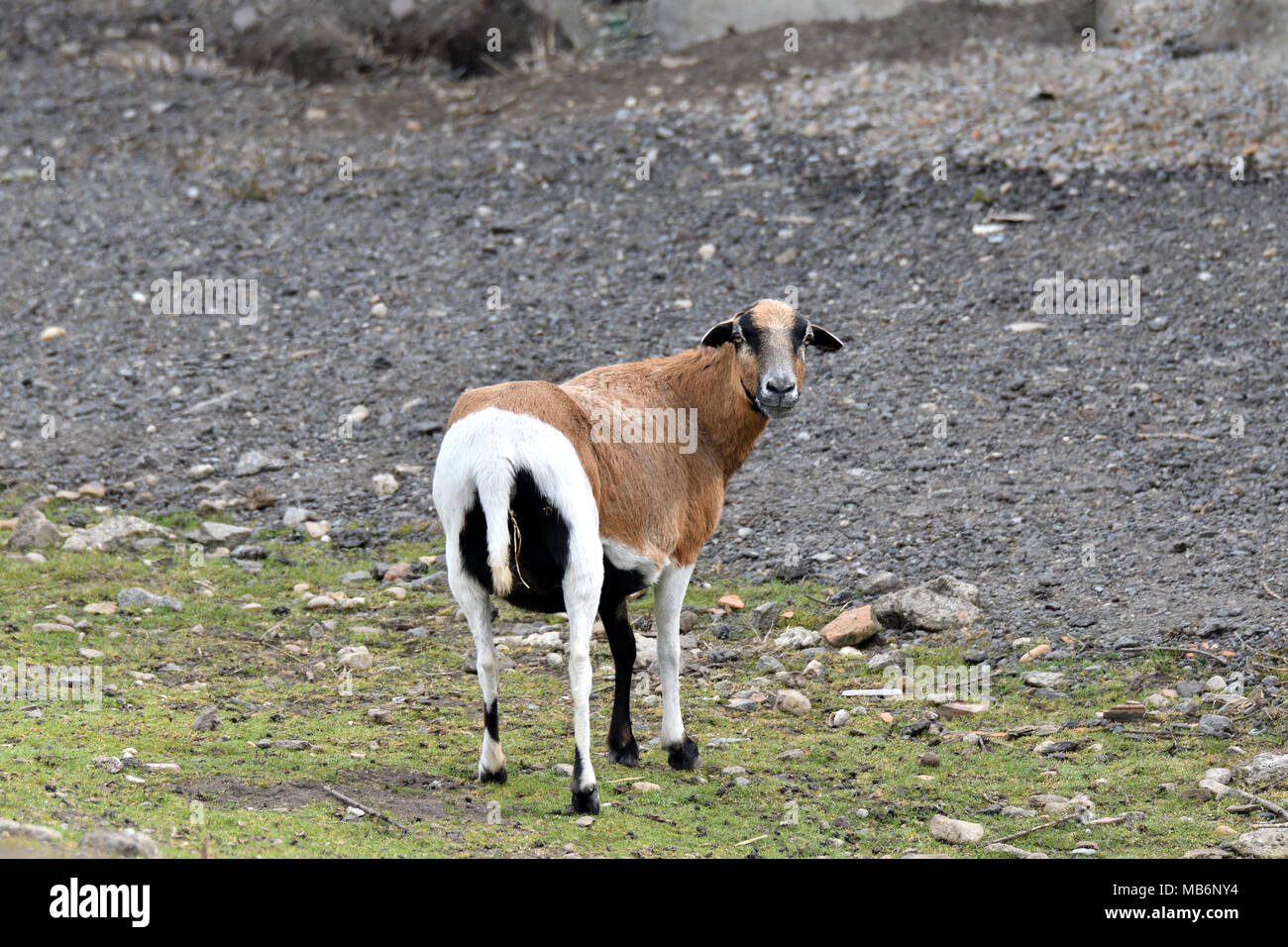 baa-lamb feeding and sucking milk from the sheep mother Stock Photo - Alamy