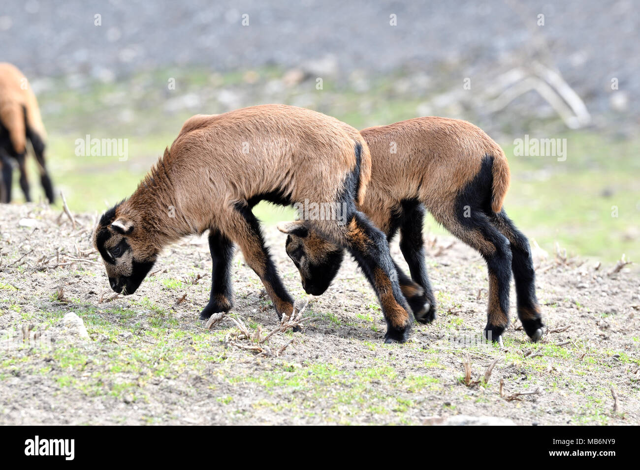Sheep animal lamb sucking milk hi-res stock photography and images - Alamy