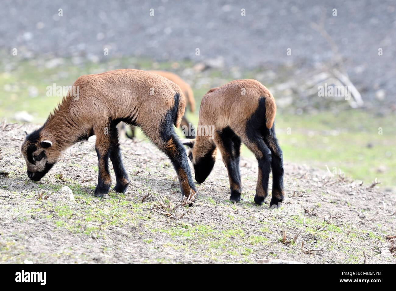 baa-lamb feeding and sucking milk from the sheep mother Stock Photo - Alamy