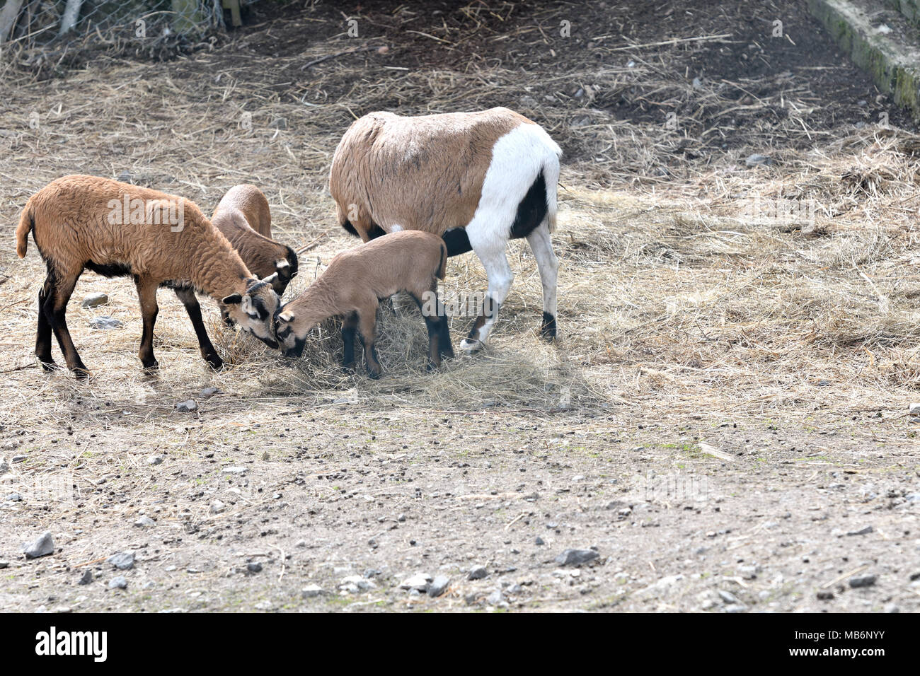 baa-lamb feeding and sucking milk from the sheep mother Stock Photo - Alamy