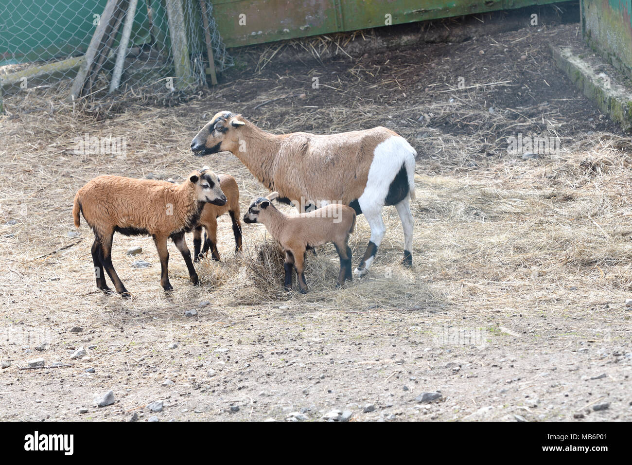 baa-lamb feeding and sucking milk from the sheep mother Stock Photo - Alamy