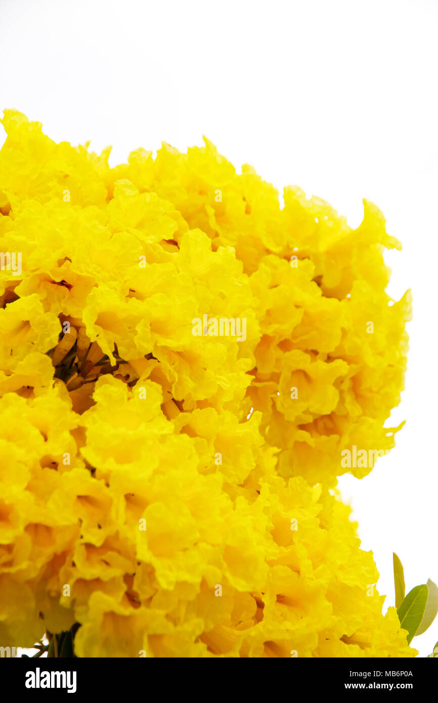 Close up Silver trumpet tree, Tree of gold, yellow flower.,Tabebuia ...