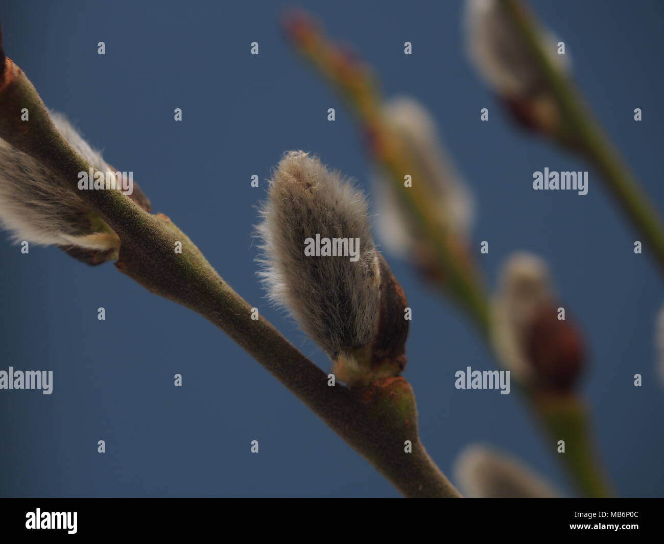 Fluffy willow flowers close-up on blue background. Symbol of spring ...