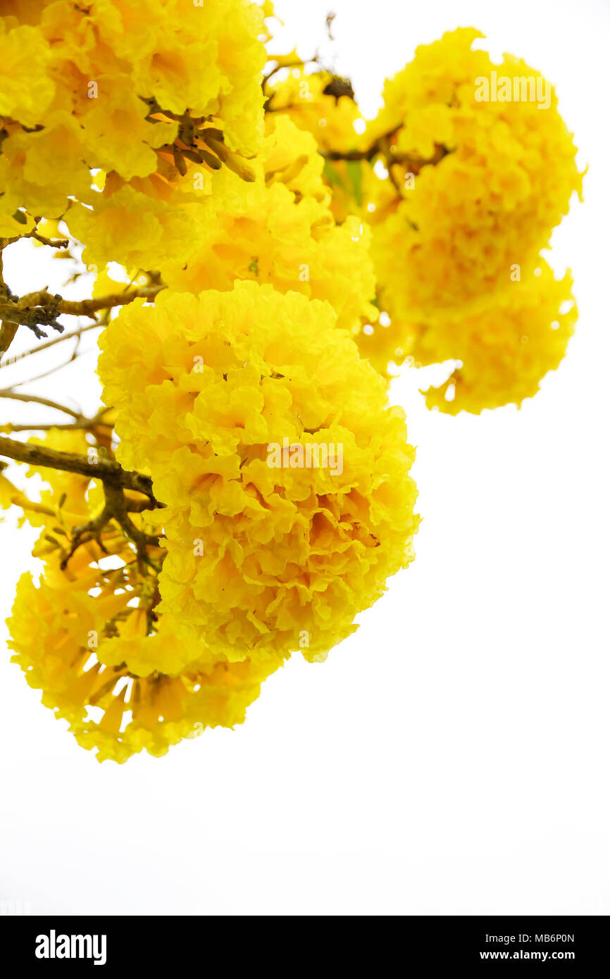 Close up Silver trumpet tree, Tree of gold, yellow flower.,Tabebuia ...