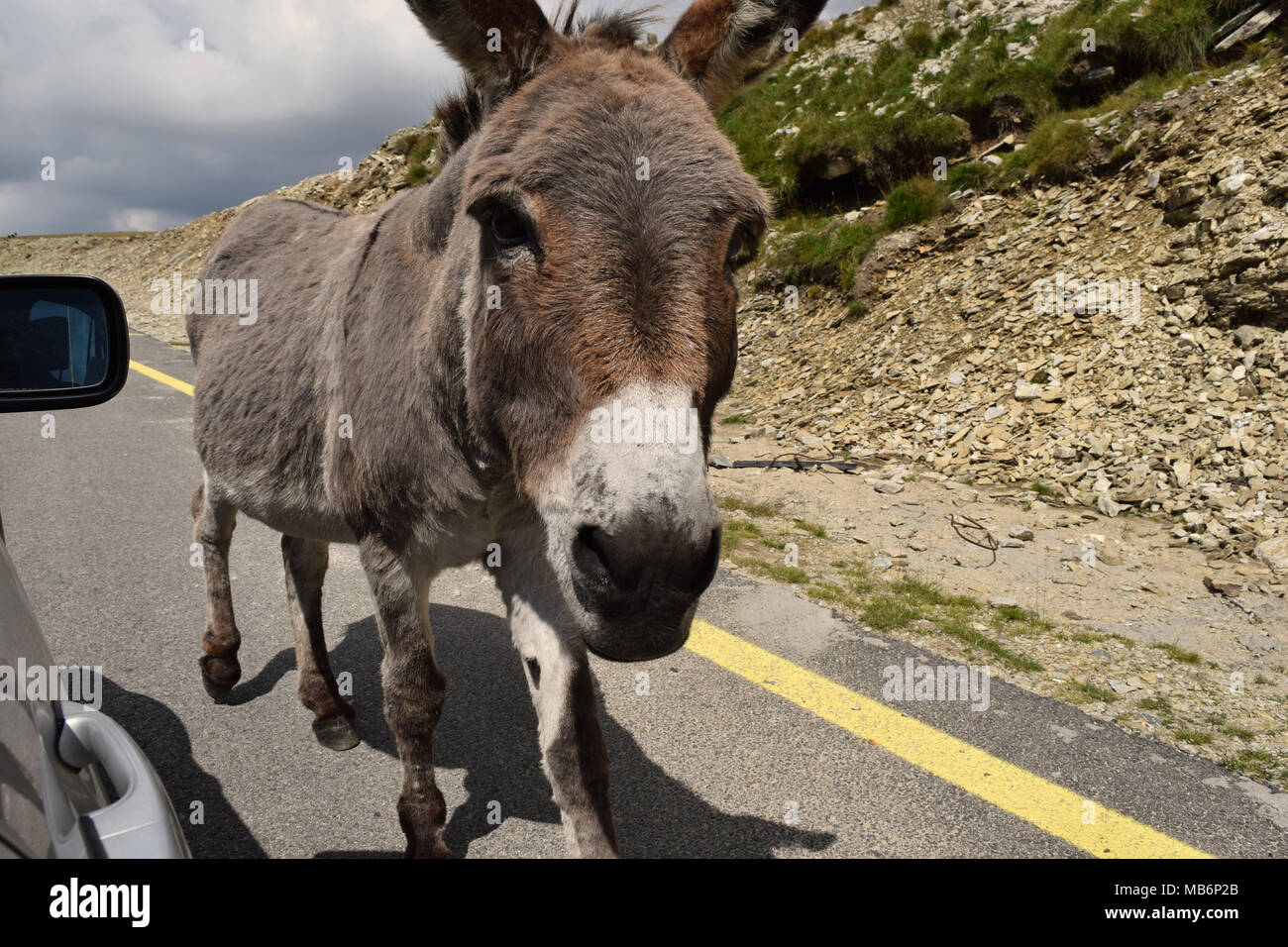 Donkey and car hi-res stock photography and images - Alamy