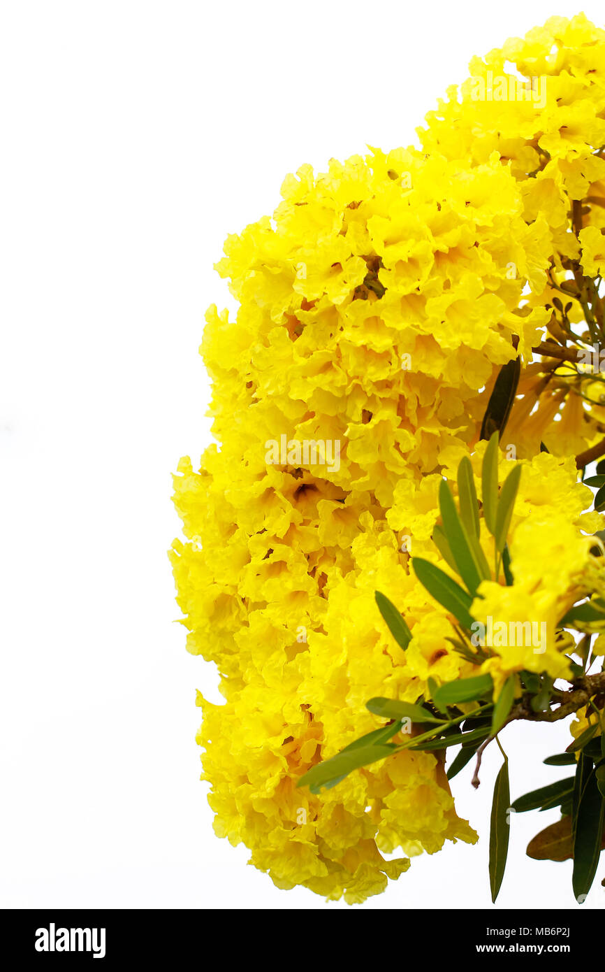 Tabebuia aurea hi-res stock photography and images - Alamy