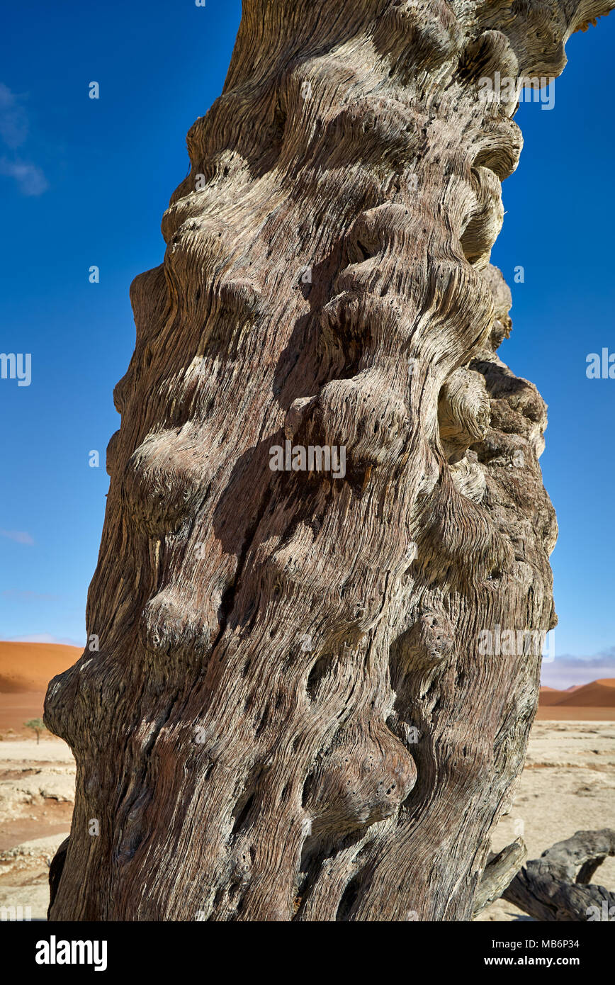 famous Dead Vlei with dead acacia trees, desert landscape of Namib at ...
