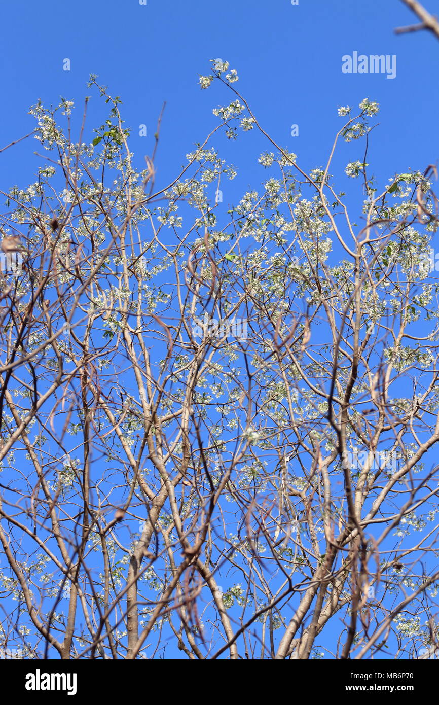 White Flower Tree in IIT Bombay Stock Photo - Alamy