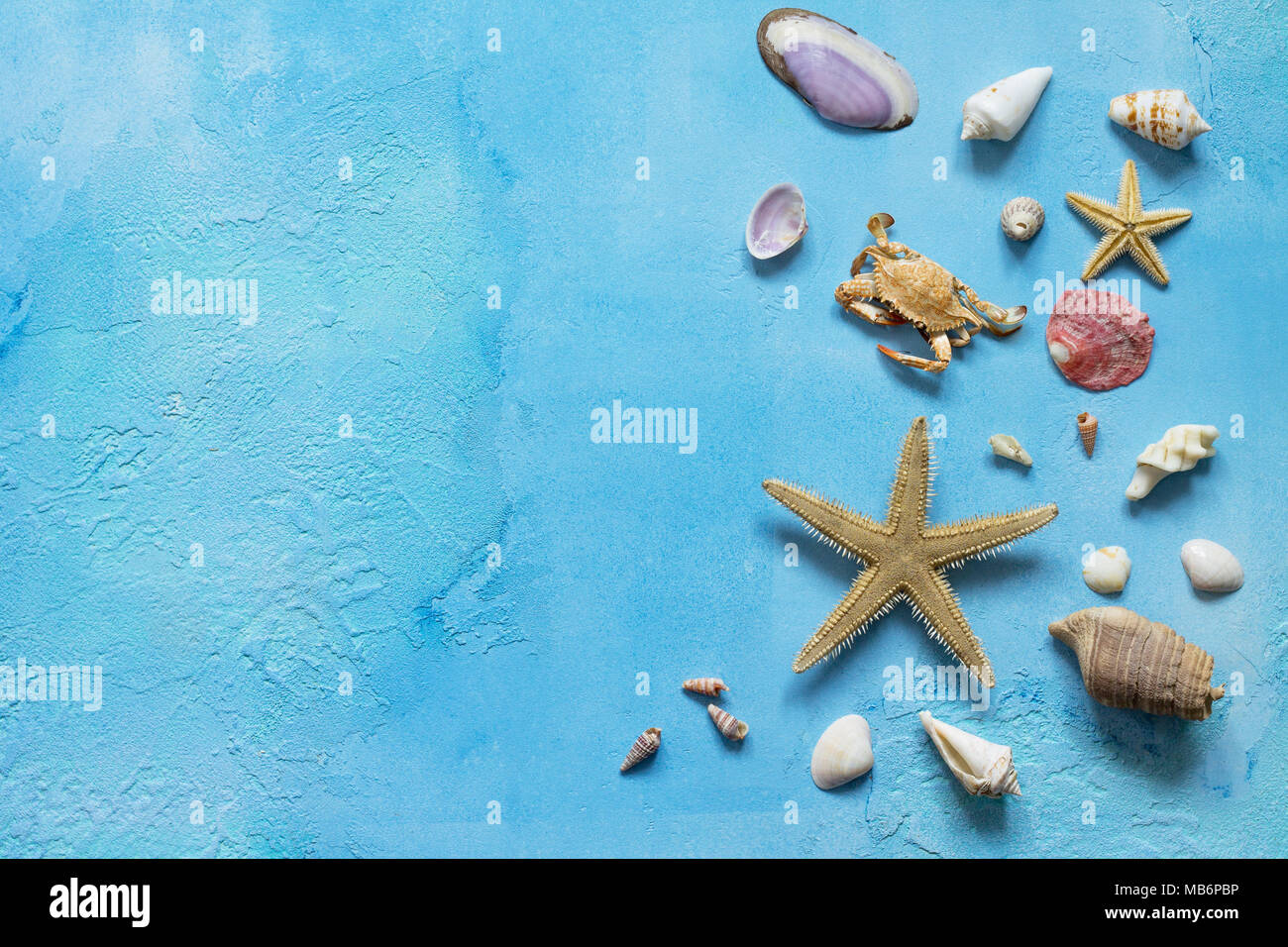 Seashells with copy space on a blue concrete or stone background. Sea ...