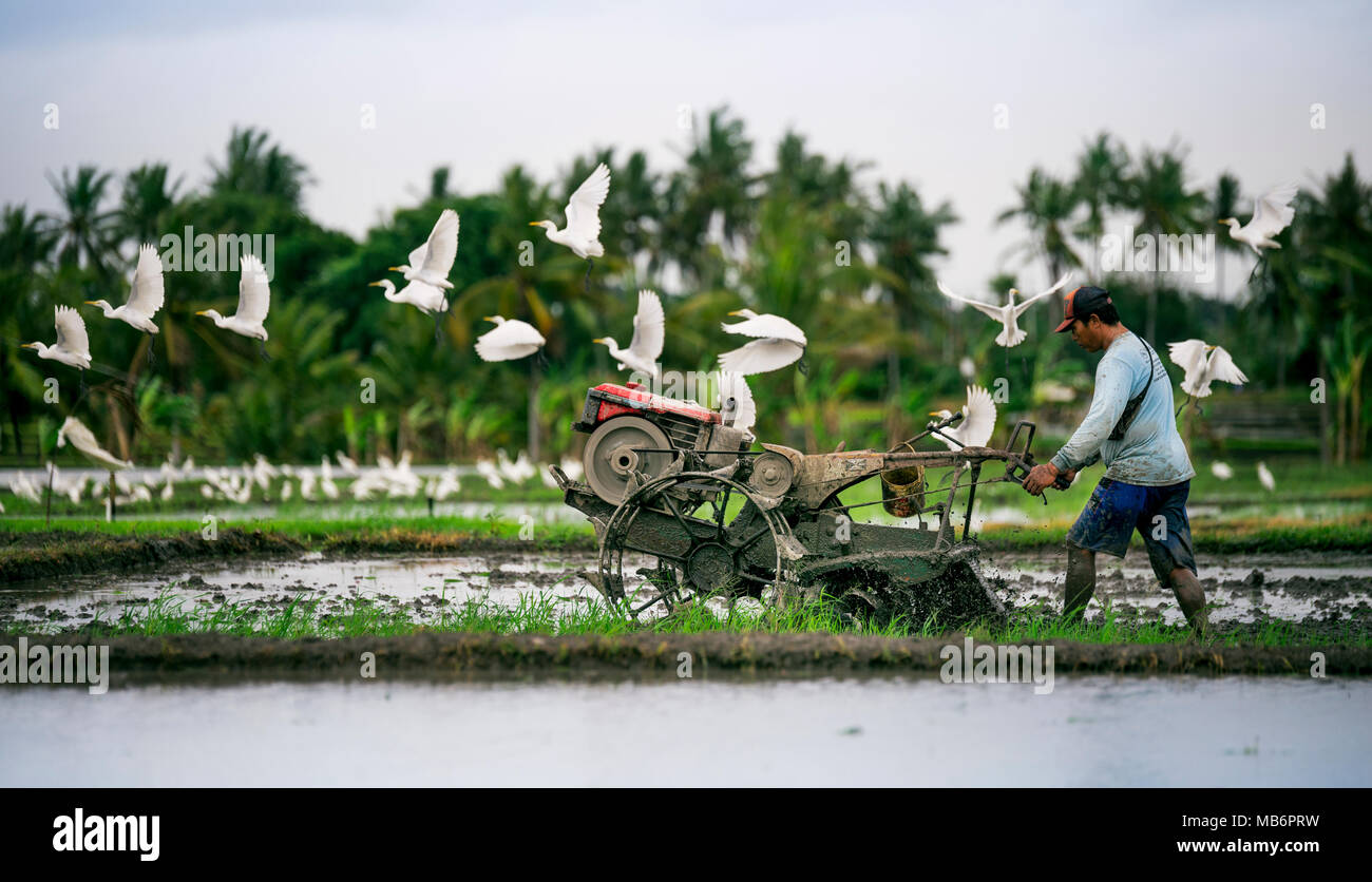 Bali, Indonesia - July 9, 2017: Indonesian farmer in a blue sweatshirt ...