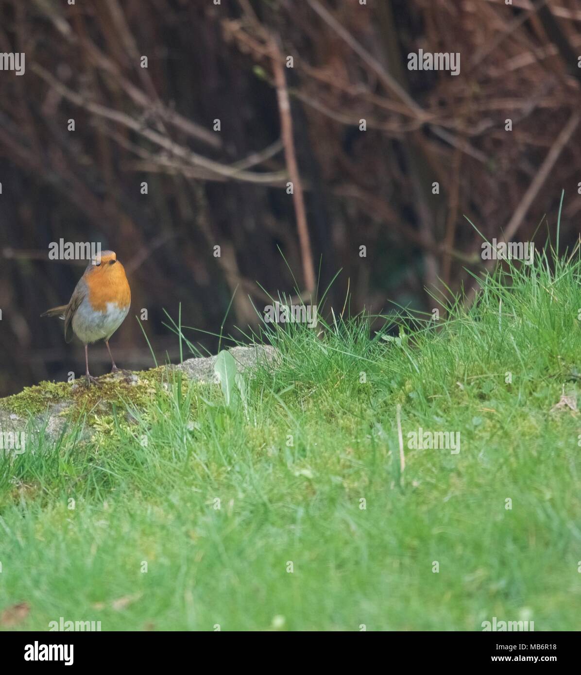 Robin on grass hi-res stock photography and images - Alamy