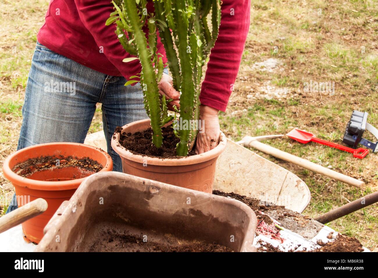 Garden transplants the flowers. Spring work in the garden. Growing ...