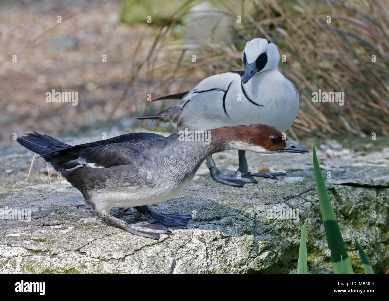 Smew (mergellus albellus) Drake and Duck, UK Stock Photo - Alamy