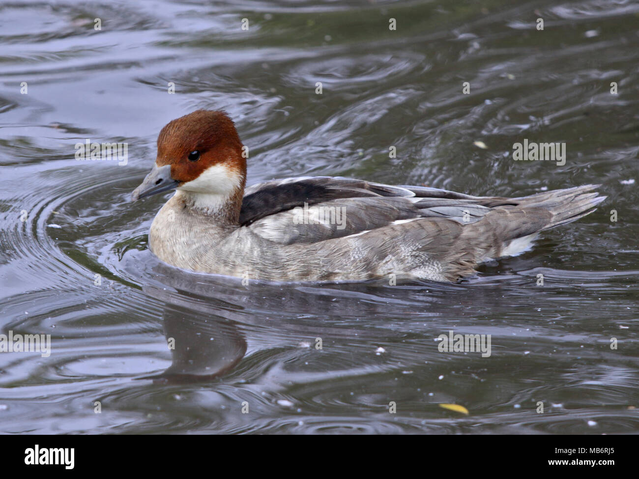 Smew (mergellus albellus) Female, UK Stock Photo - Alamy