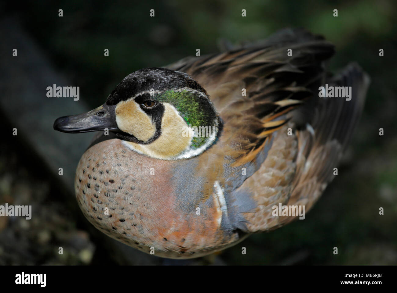 Baikal Teal (anas formosa), UK Stock Photo - Alamy
