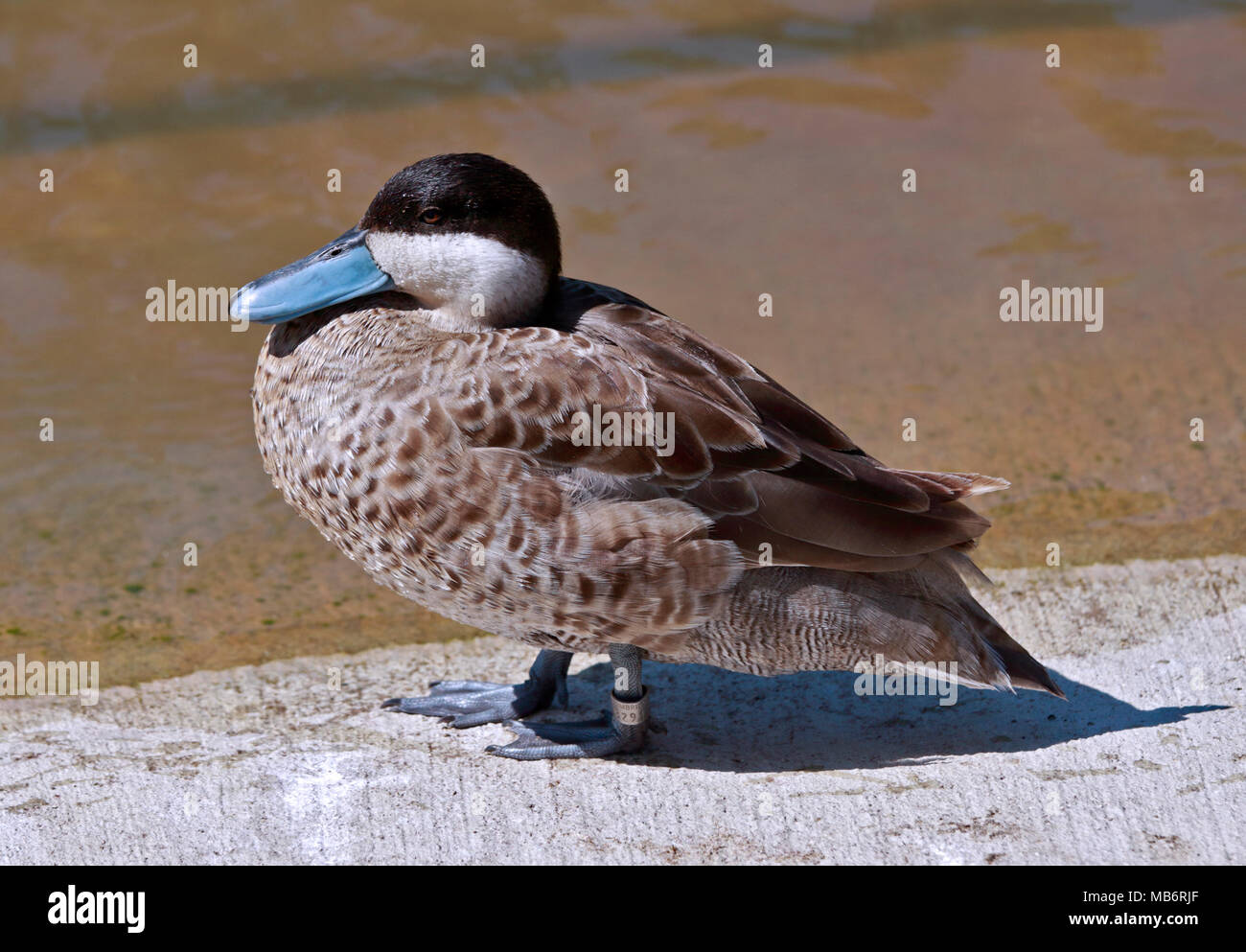 Puna teal anas puna hi-res stock photography and images - Alamy