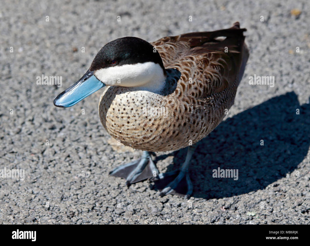Puna Teal (anas puna), UK Stock Photo - Alamy