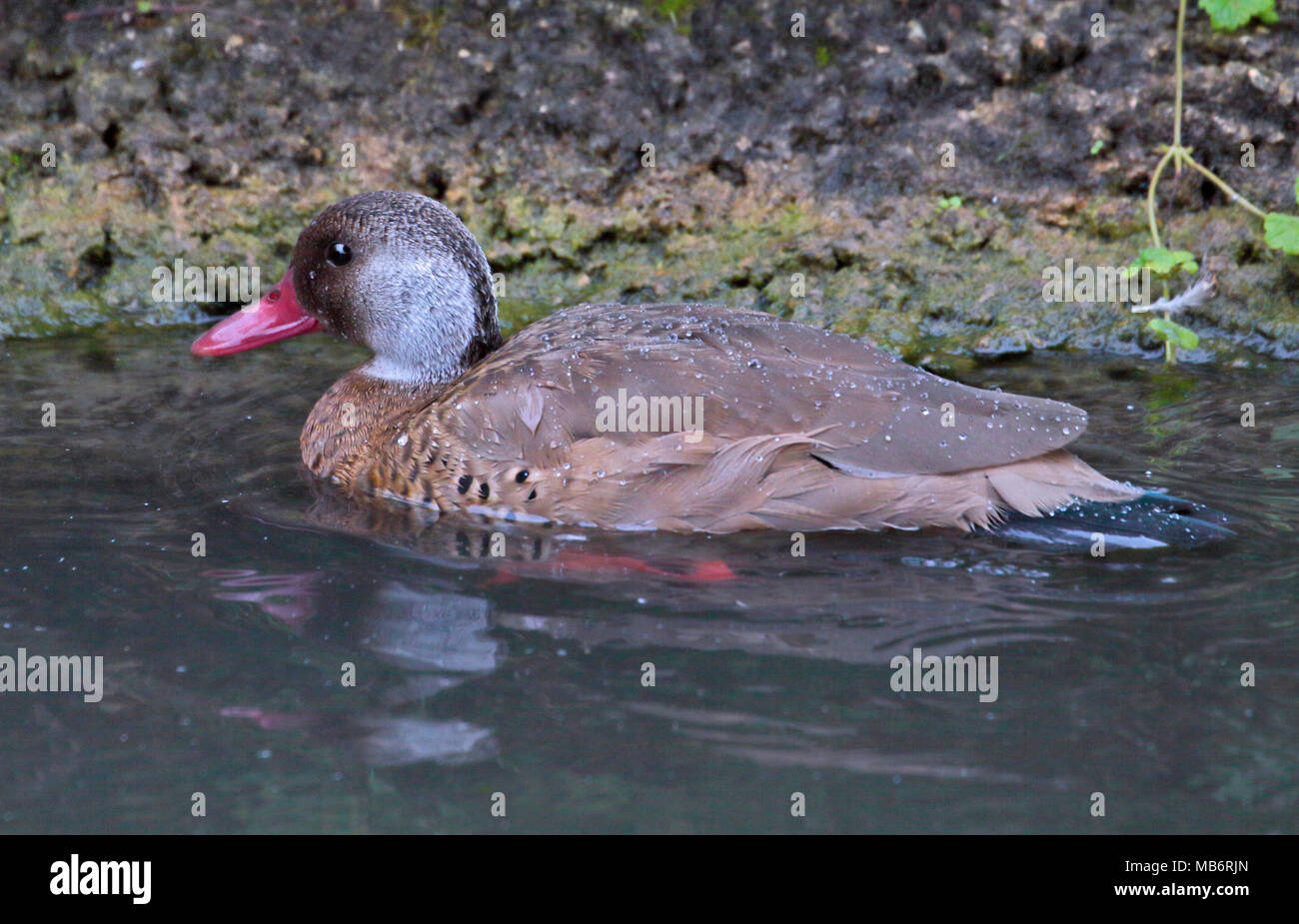 Brazilian Teal (amazonetta brasiliensis Stock Photo - Alamy