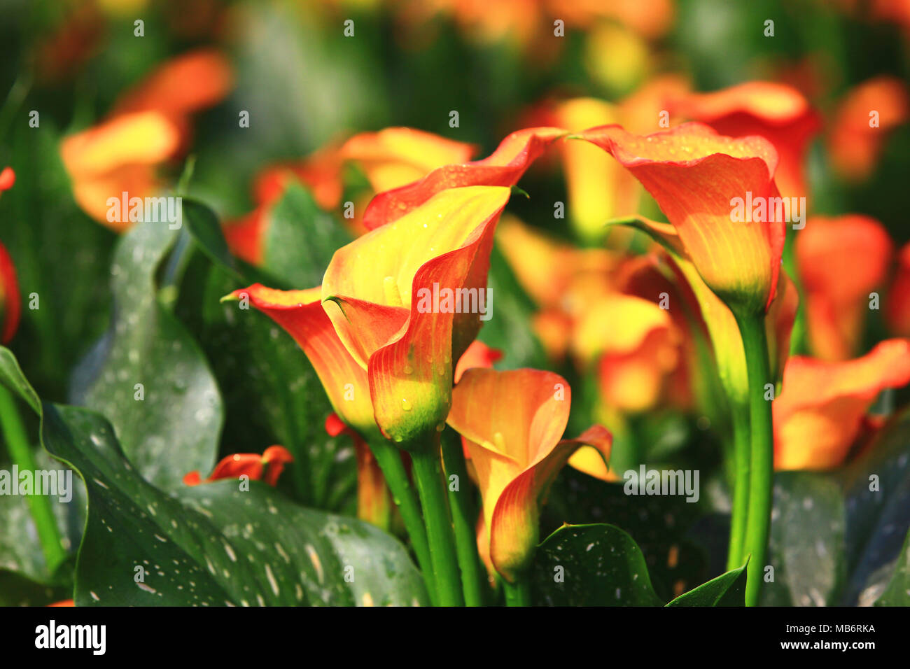 Calla lily field closeup,beautiful yellow with red flowers of calla ...