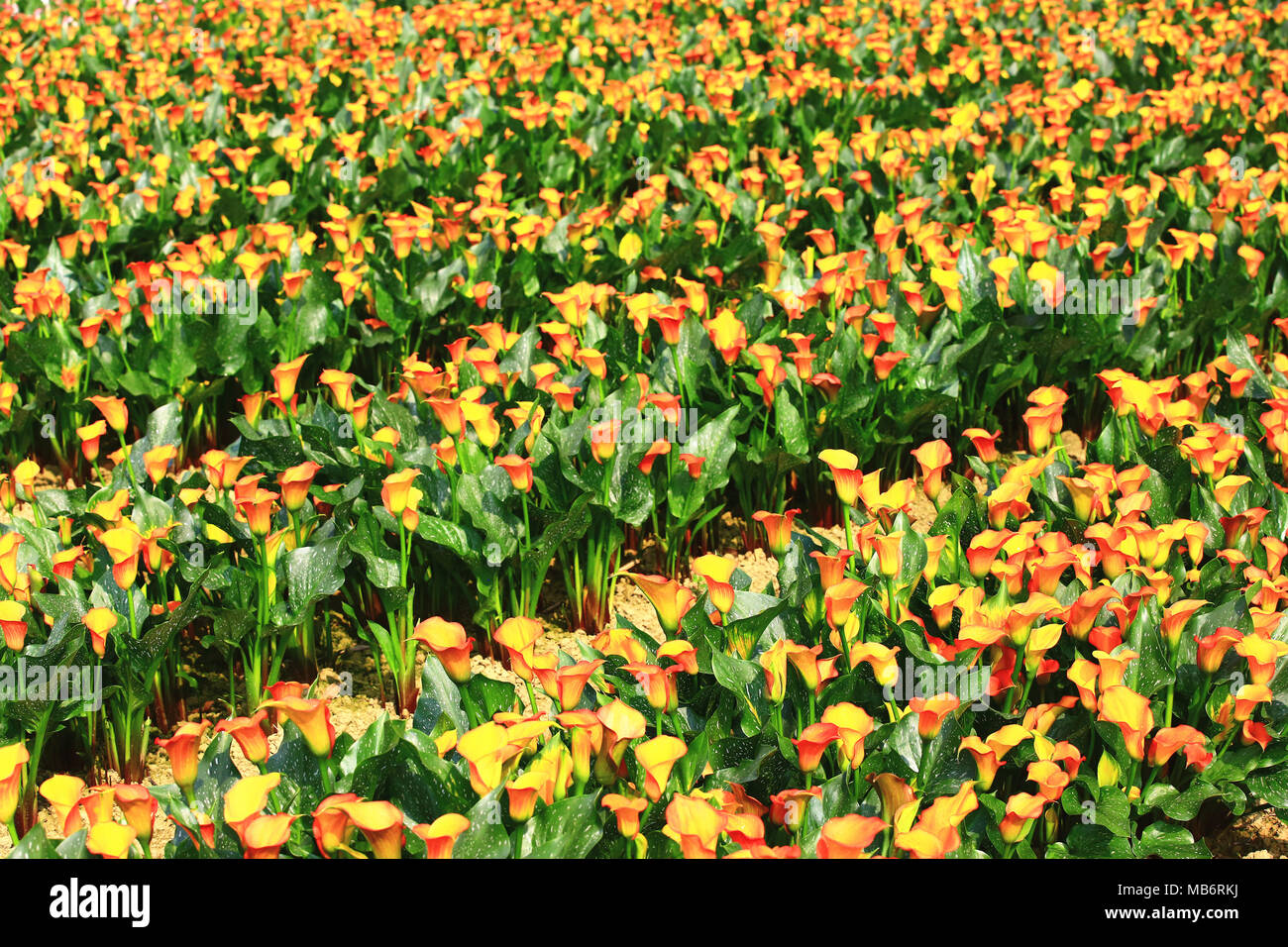 Landscape With Yellow Lily Plants