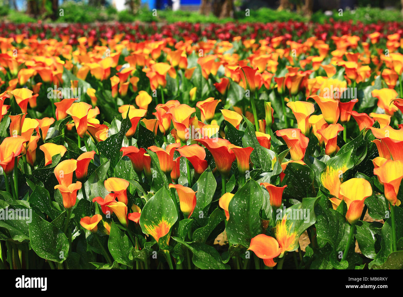 Landscape With Yellow Lily Plants