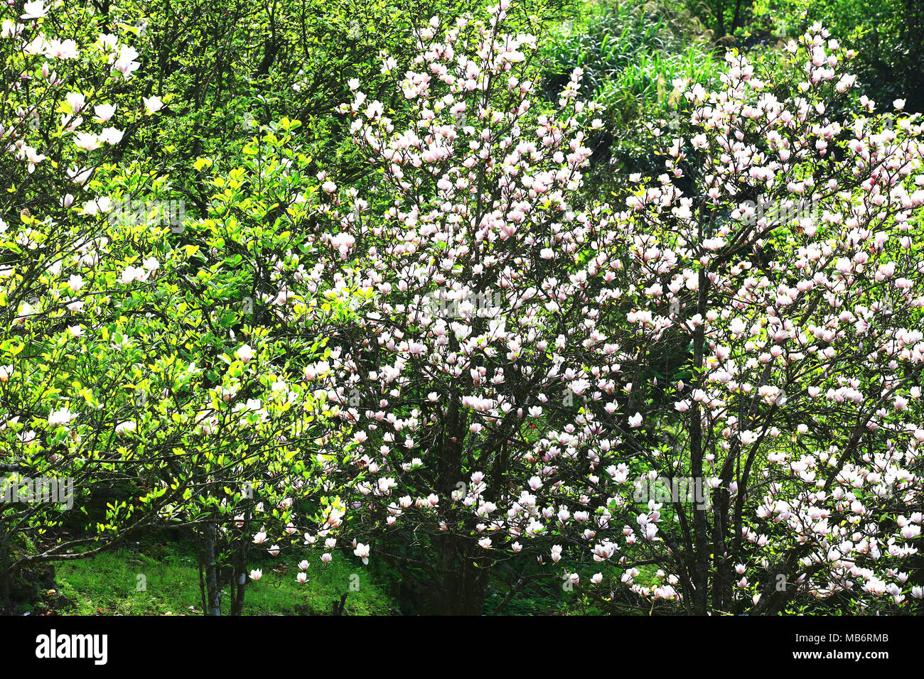 Lotus-flowered Magnolia flowers field,beautiful white with purple ...