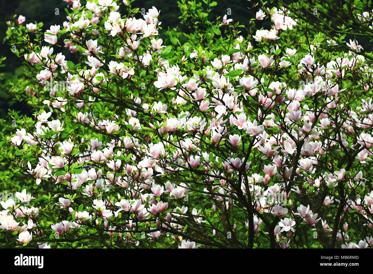Lotus-flowered Magnolia flowers field closeup,beautiful white with ...